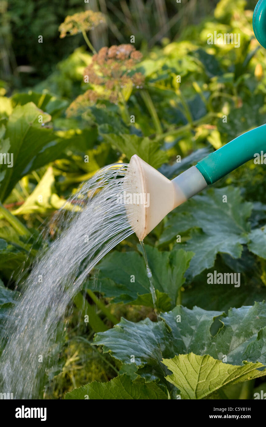 Water pouring from green watering can onto green plant Stock Photo - Alamy