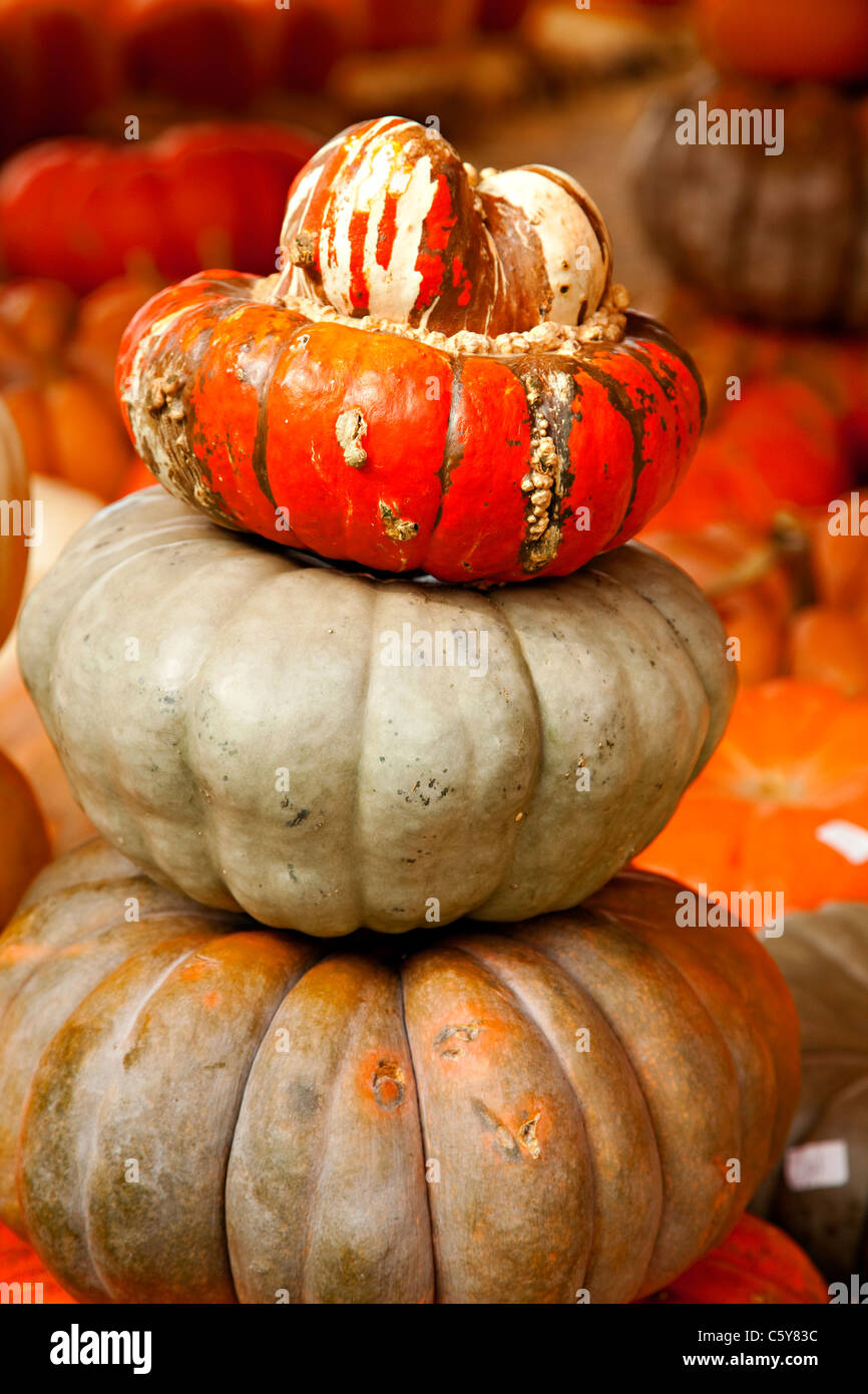 A stack of different Halloween or Thanksgiving pumpkins in the vertical ...