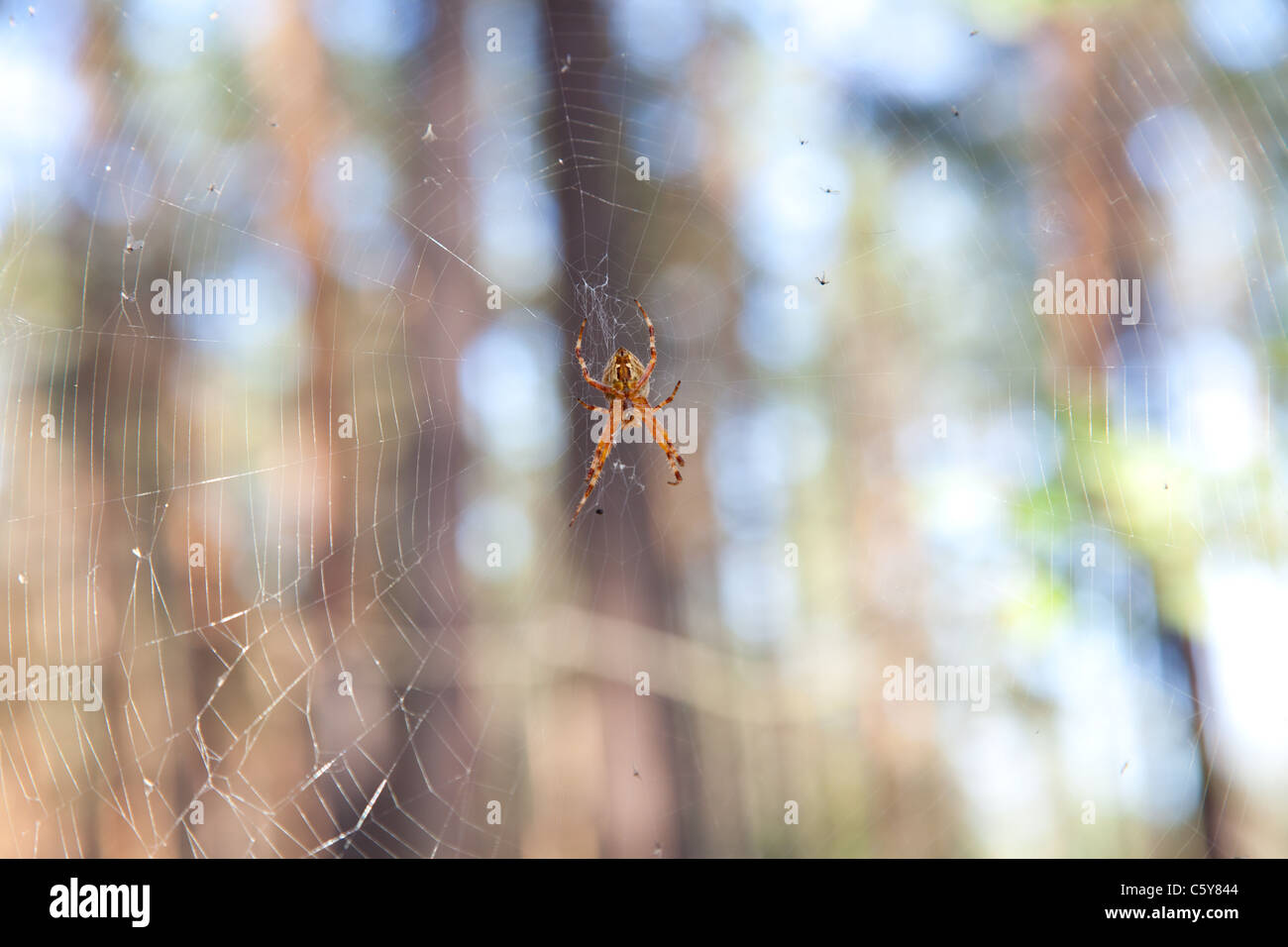 Cobweb macro abstract hi-res stock photography and images - Alamy
