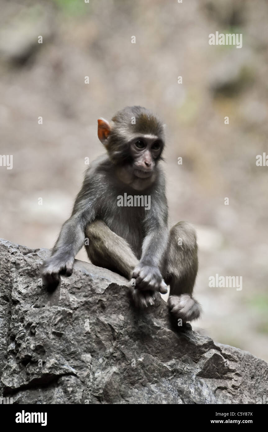 baby macaque monkey sitting on a rock Stock Photo - Alamy