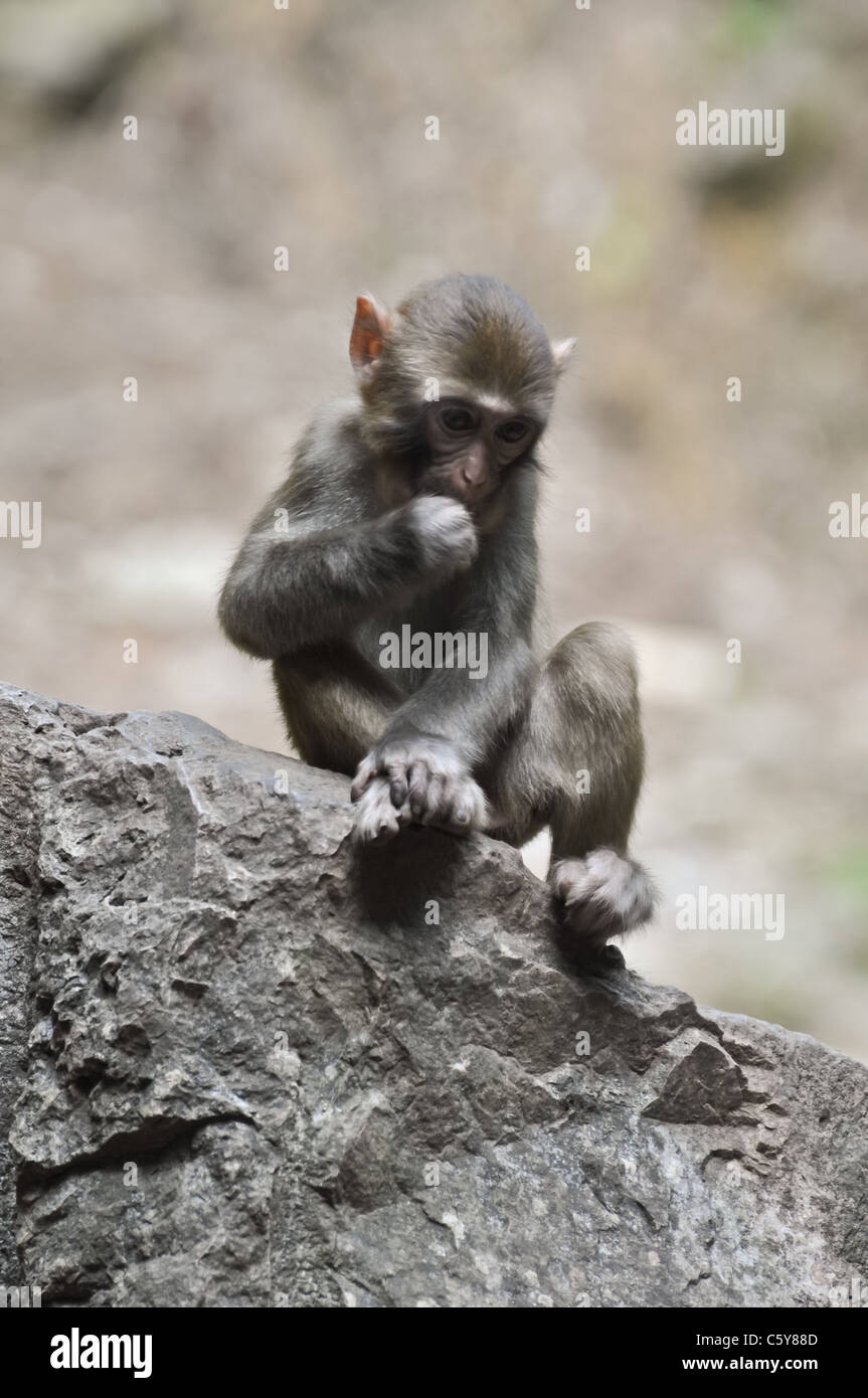 Baby monkey face hi-res stock photography and images - Alamy