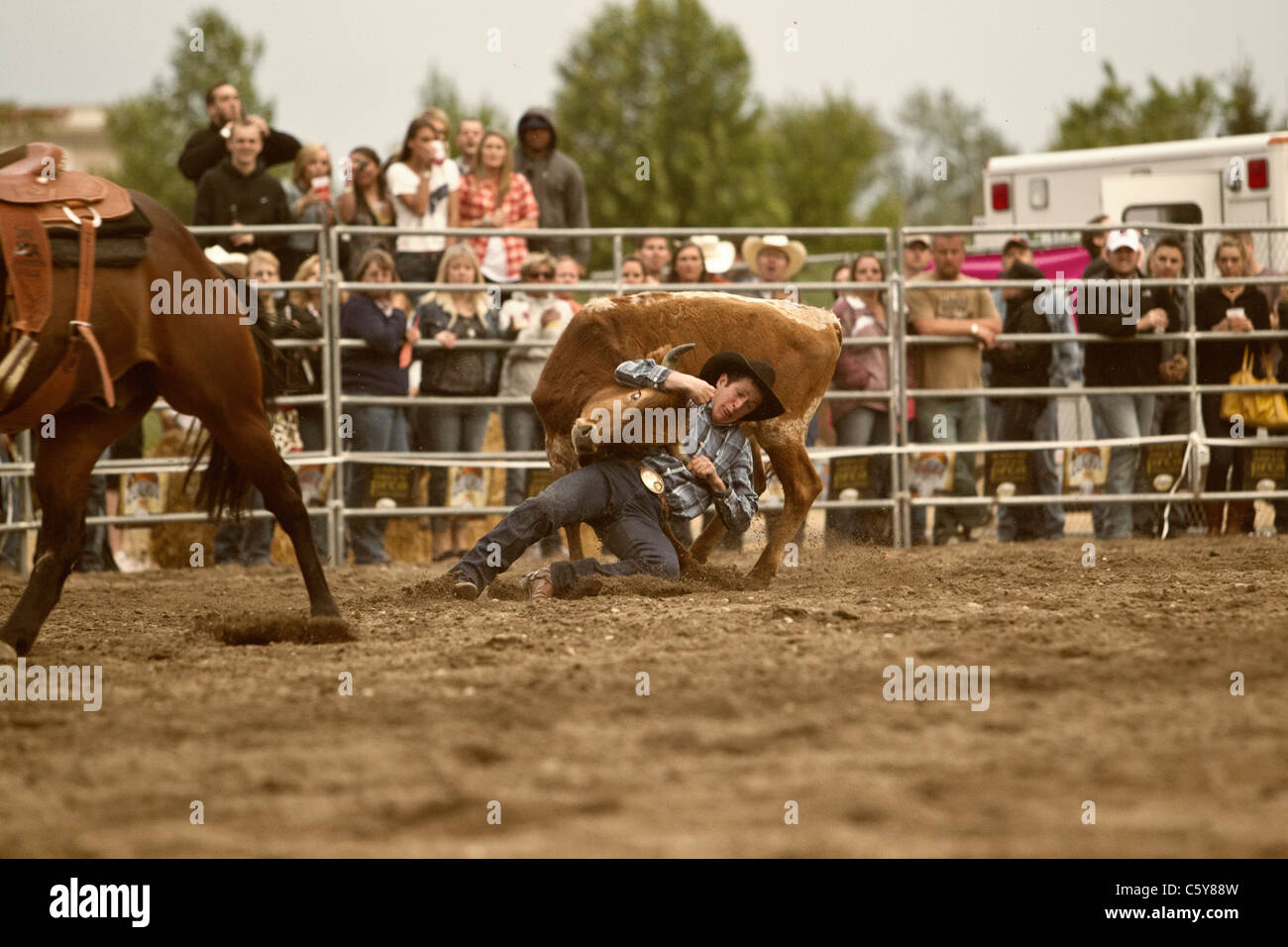 Steer wrestling hi-res stock photography and images - Alamy
