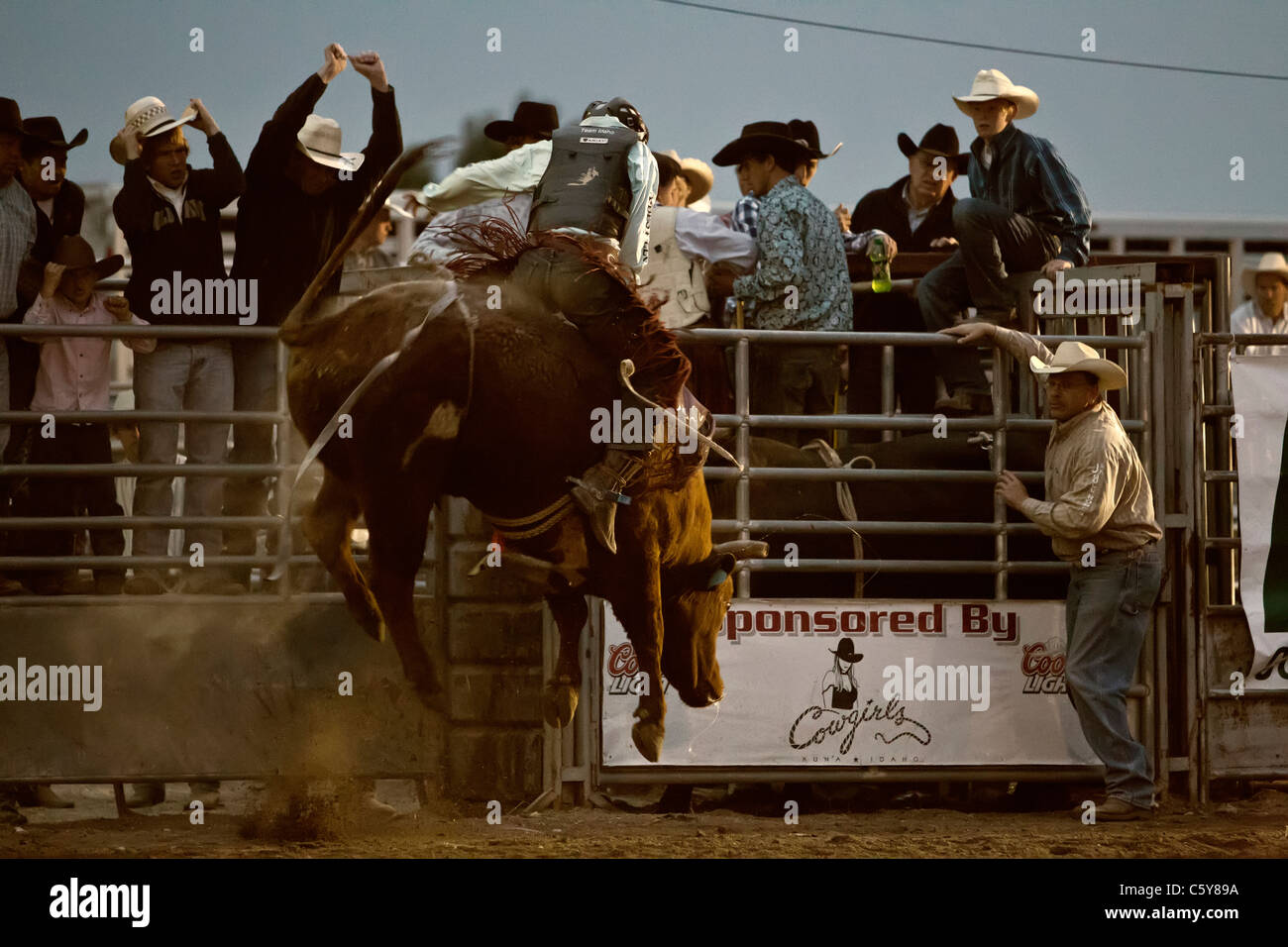 Eagle bull hi-res stock photography and images - Alamy