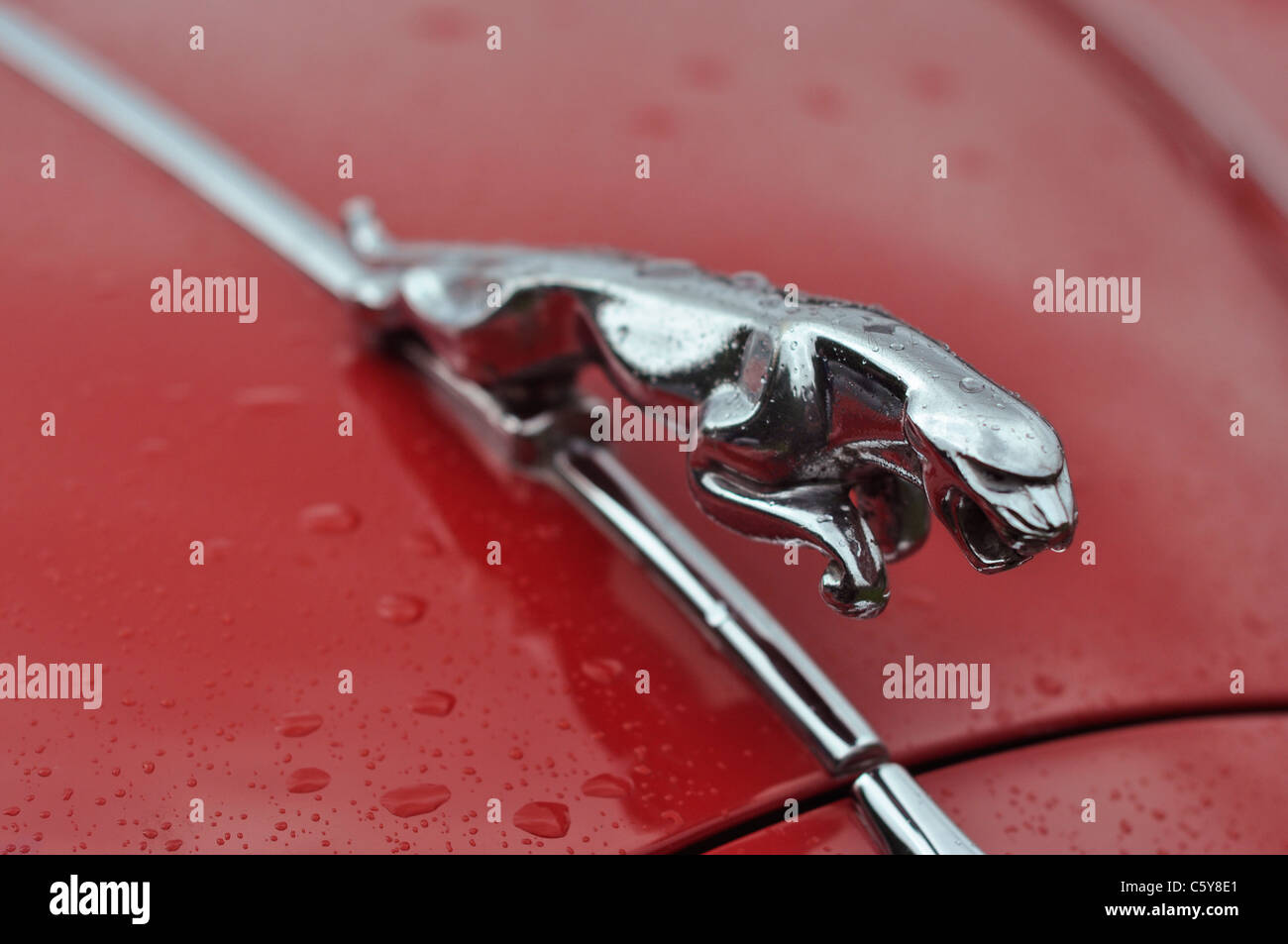 Jaguar car emblem hi-res stock photography and images - Alamy
