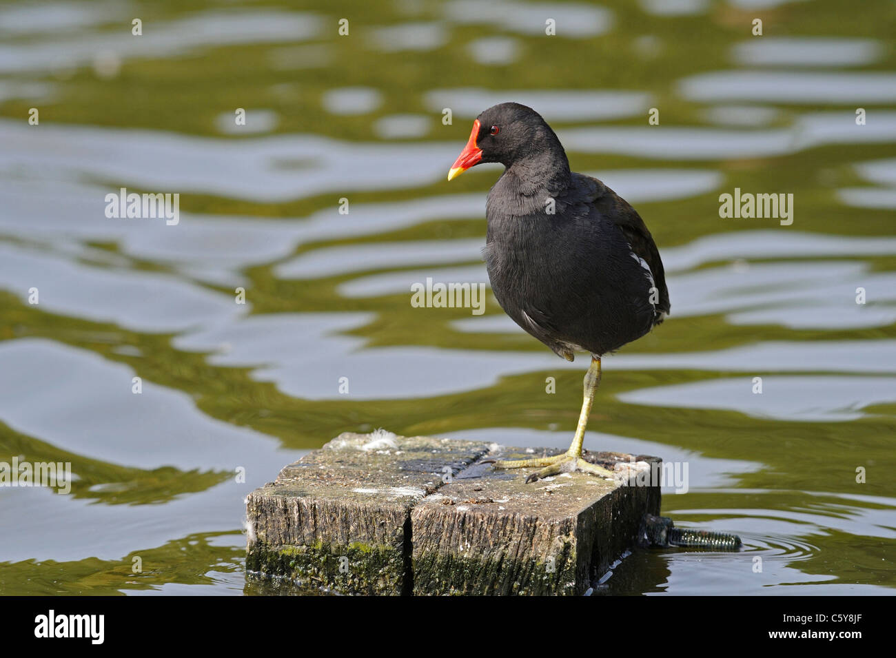 One legged bird hi-res stock photography and images - Alamy