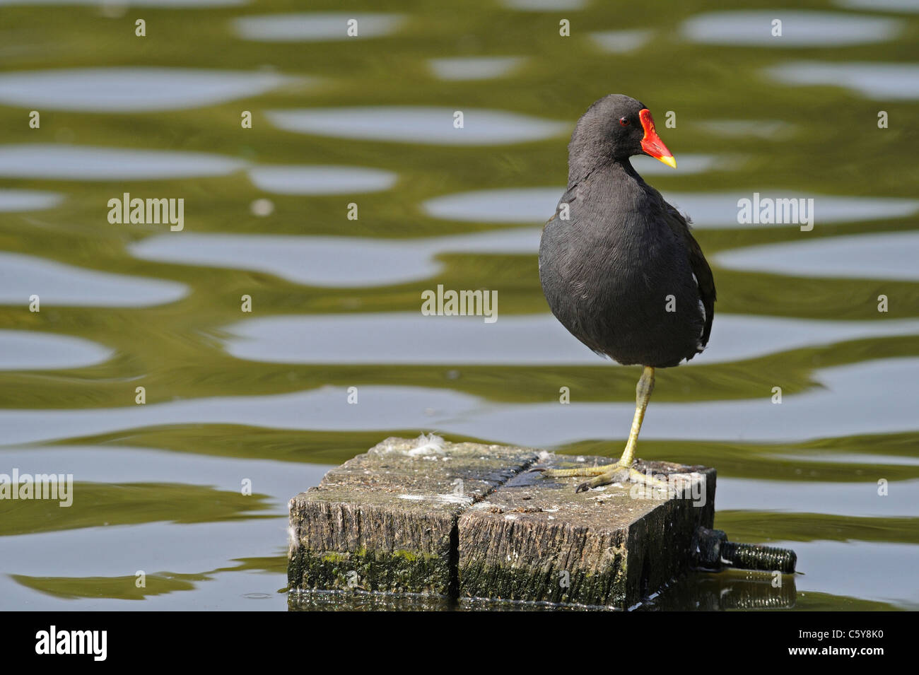 Moorhen in full summer plumage standing one legged on a wooden post in ...