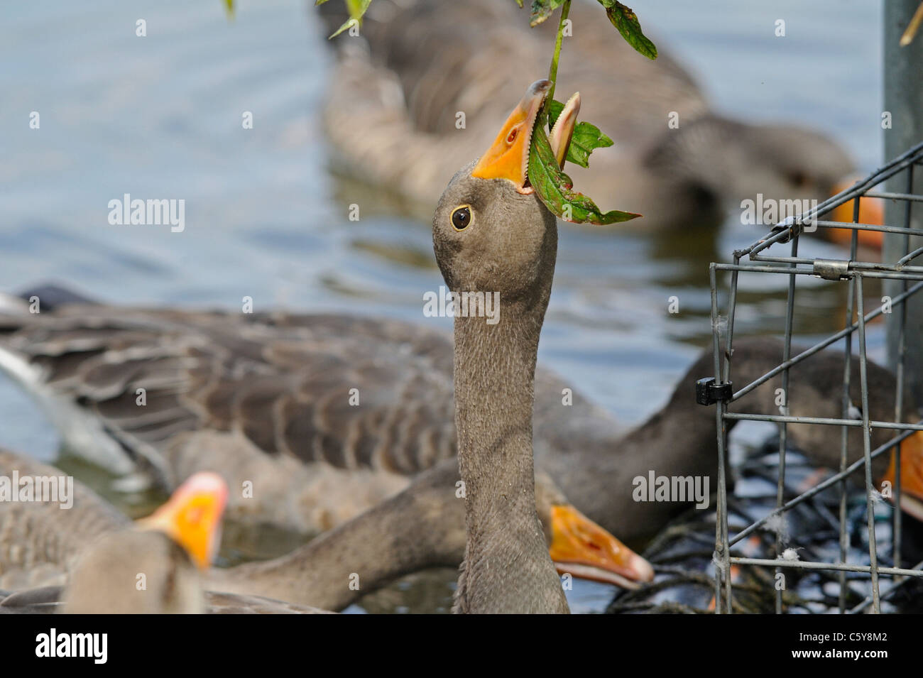 Greylag goose eating leaves Stock Photo - Alamy