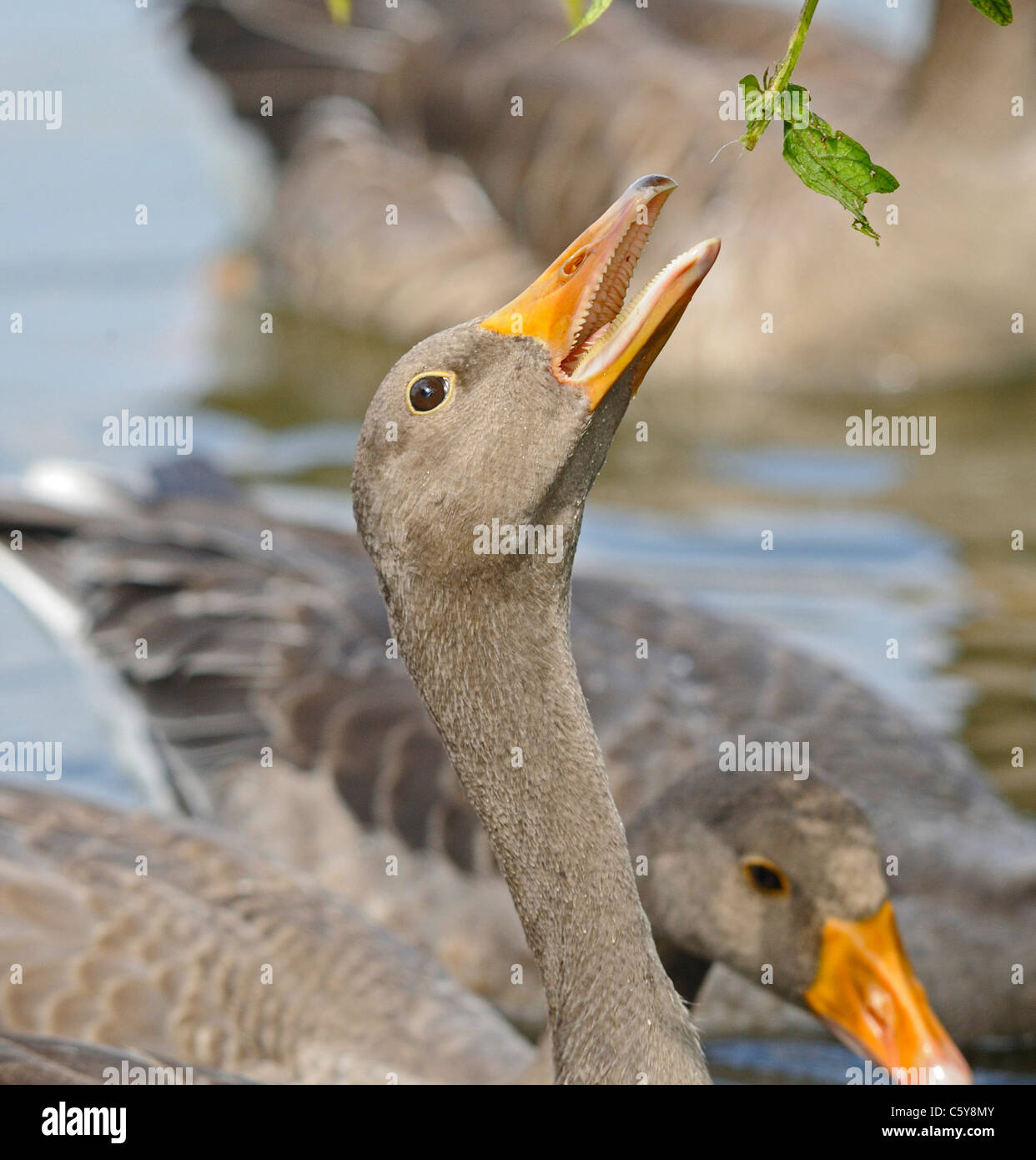 Greylag goose eating leaves Stock Photo - Alamy