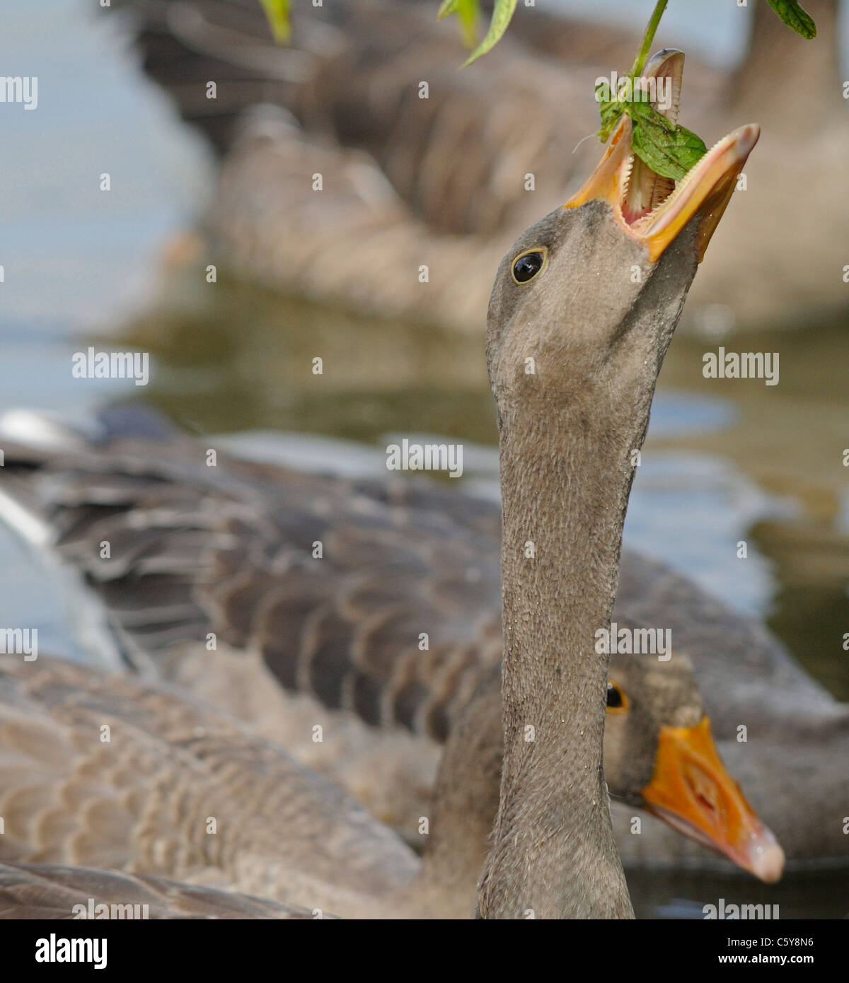Greylag goose eating leaves Stock Photo - Alamy