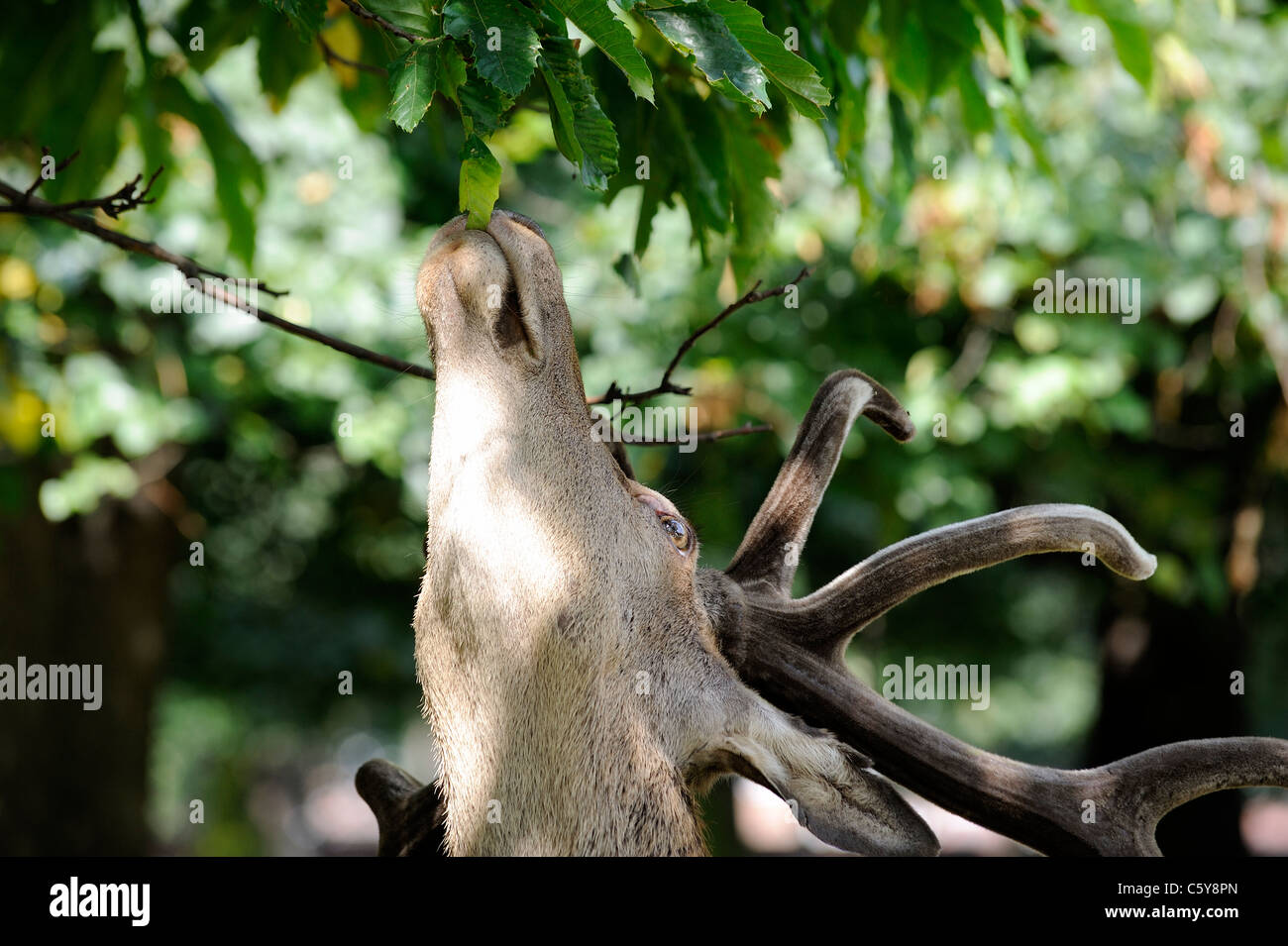 Deer eating tree hi-res stock photography and images - Alamy