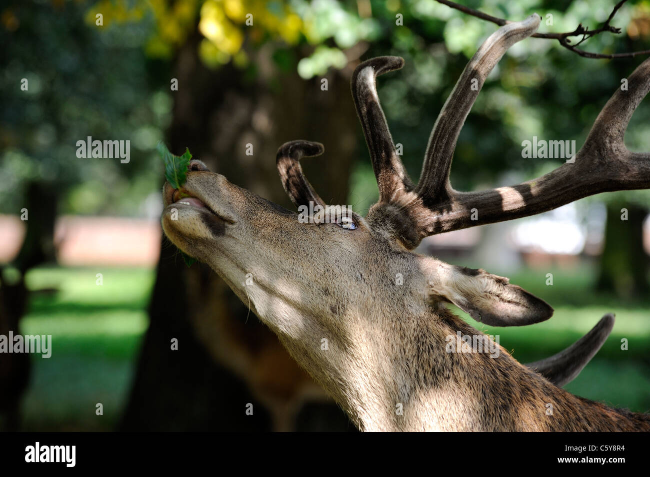 red deer eating a leaf from a tree wollaton park nottingham england uk ...