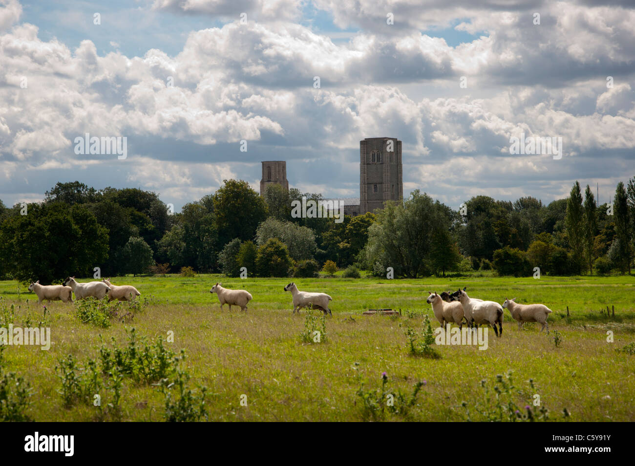 Field of sheep hi-res stock photography and images - Alamy