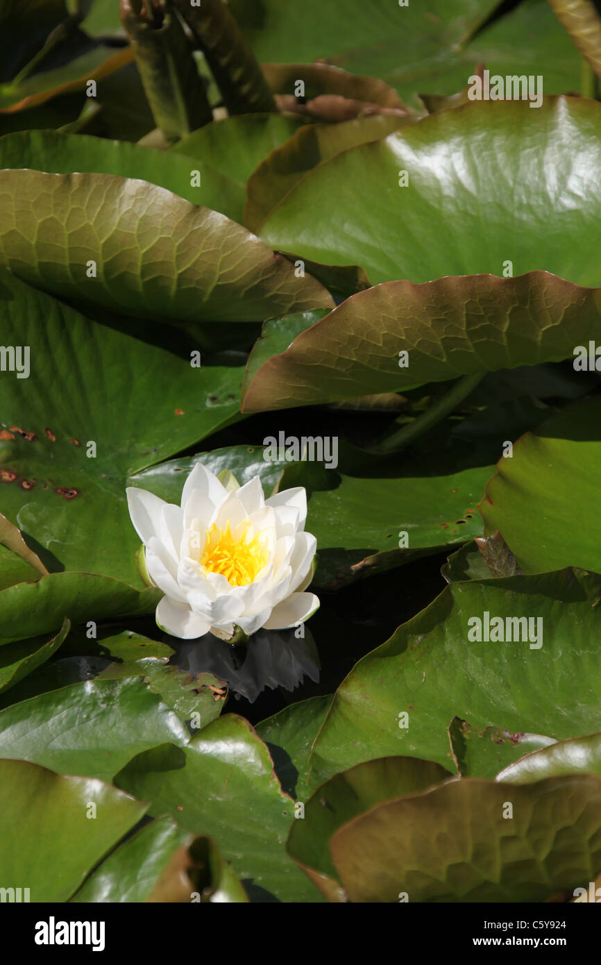 Cholmondeley Castle Gardens. Close up view of a water lilly in ...