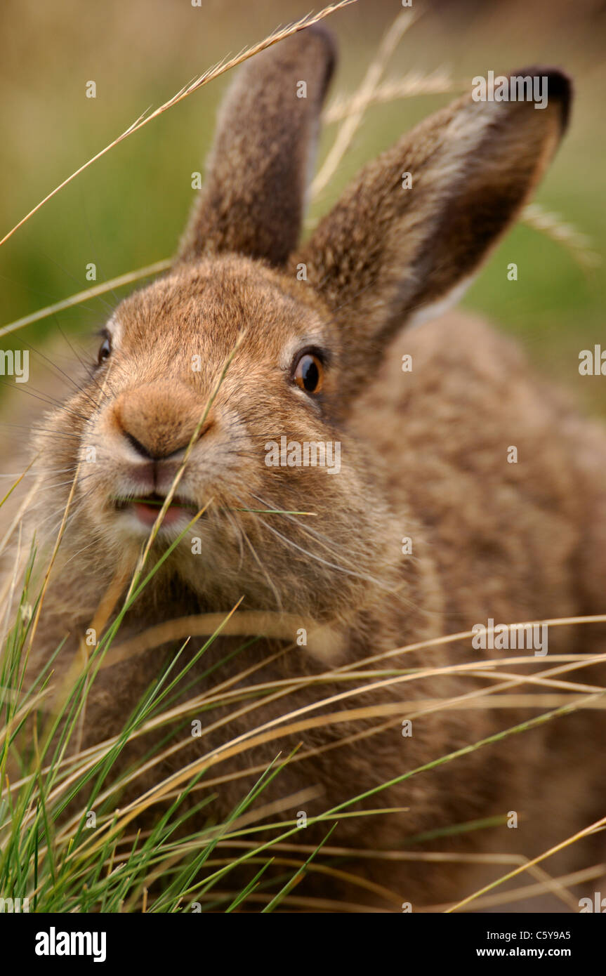 Lepus timidus global warming hi-res stock photography and images - Alamy