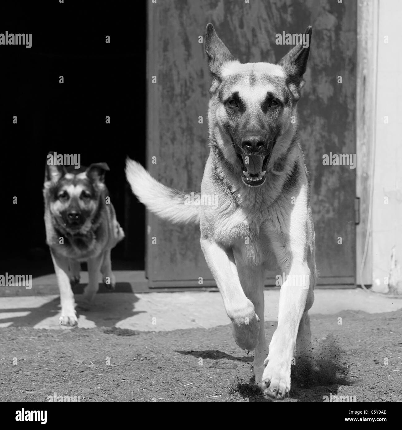 Run with pet hi-res stock photography and images - Alamy