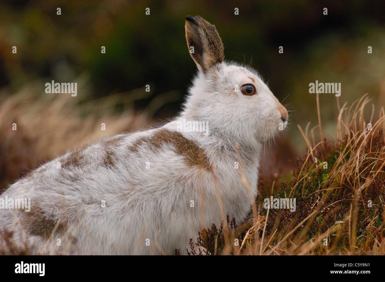 MOUNTAIN HARE Lepus timidus Profile portrait of an adult as its coat ...