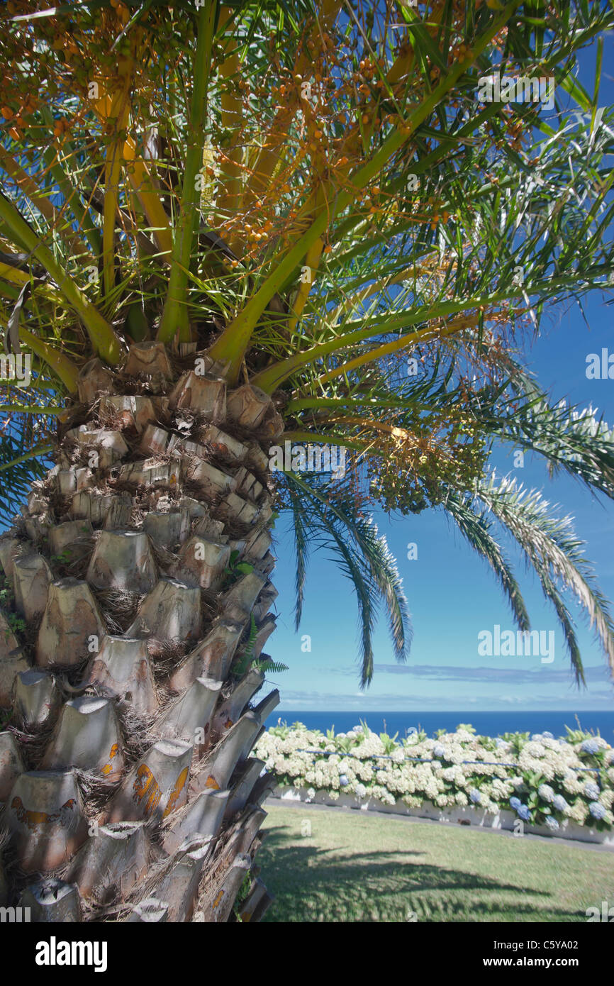 Under a shady palm tree above the fishing village of Mosteiros on Sao ...