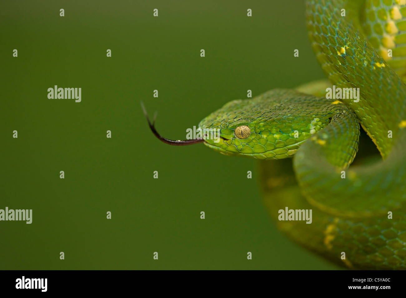 Side striped pit viper hi-res stock photography and images - Alamy