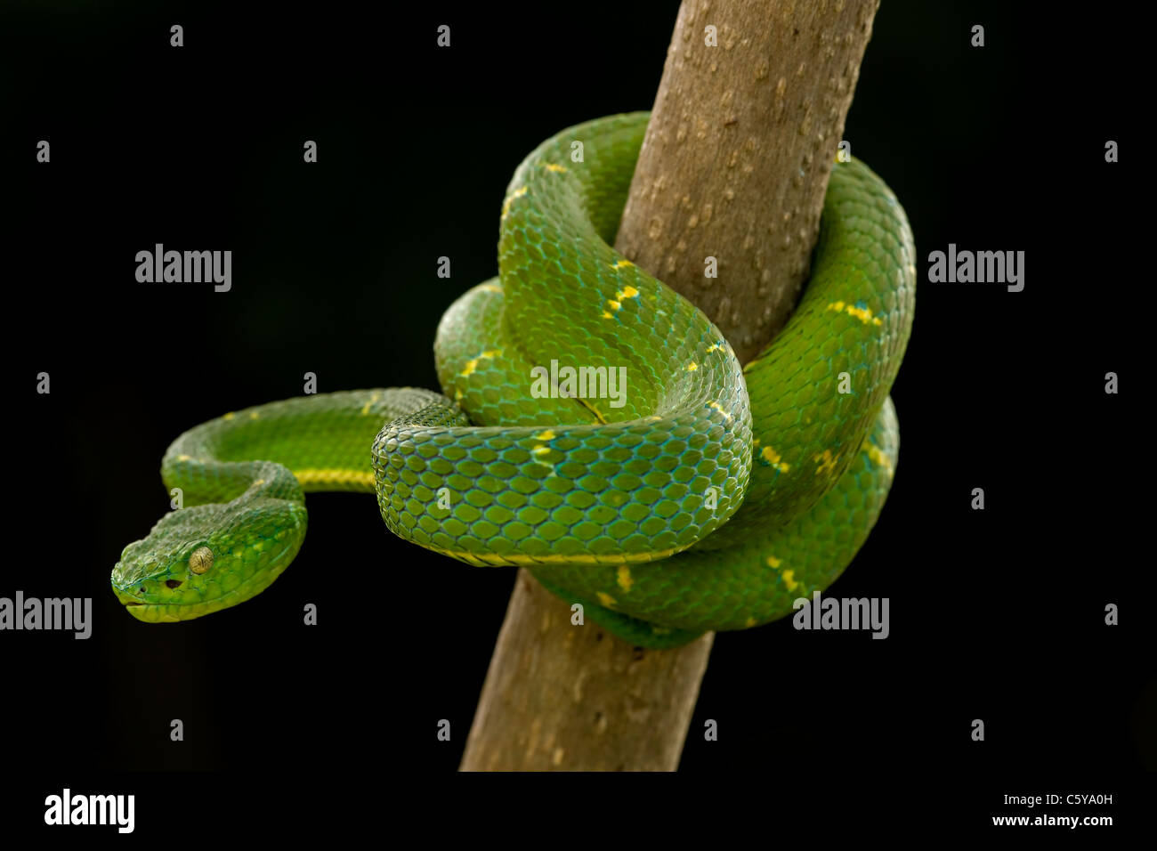 Side striped palm pit viper costa rica hi-res stock photography and ...