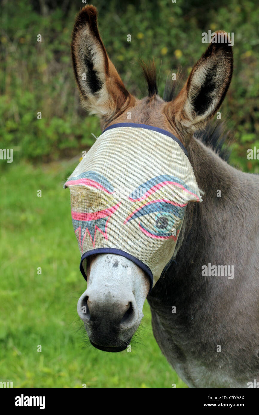 Donkey Domestic farm animal Stock Photo - Alamy