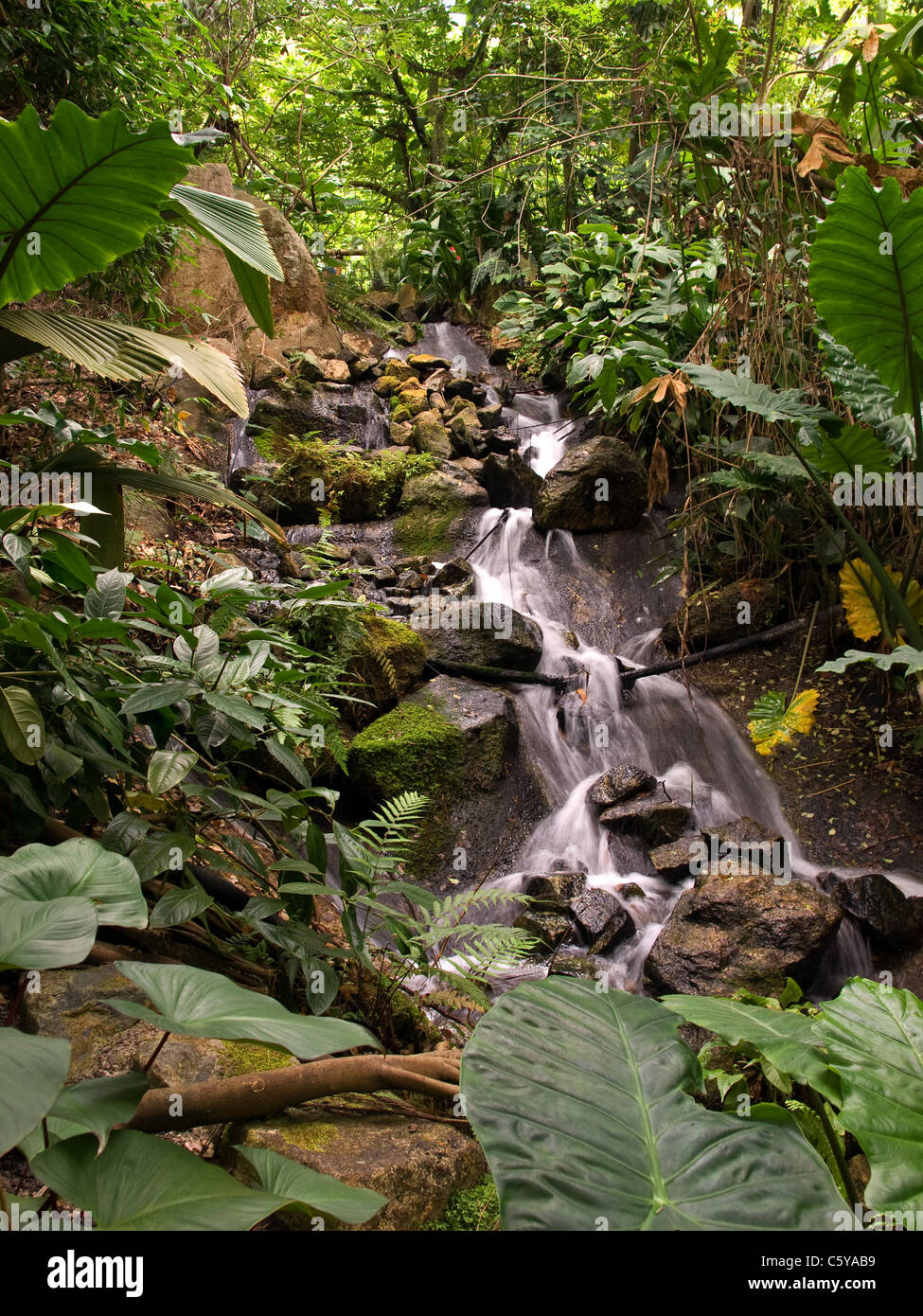 Waterfall in the rain forest biome at the Eden Project Cornwall England ...