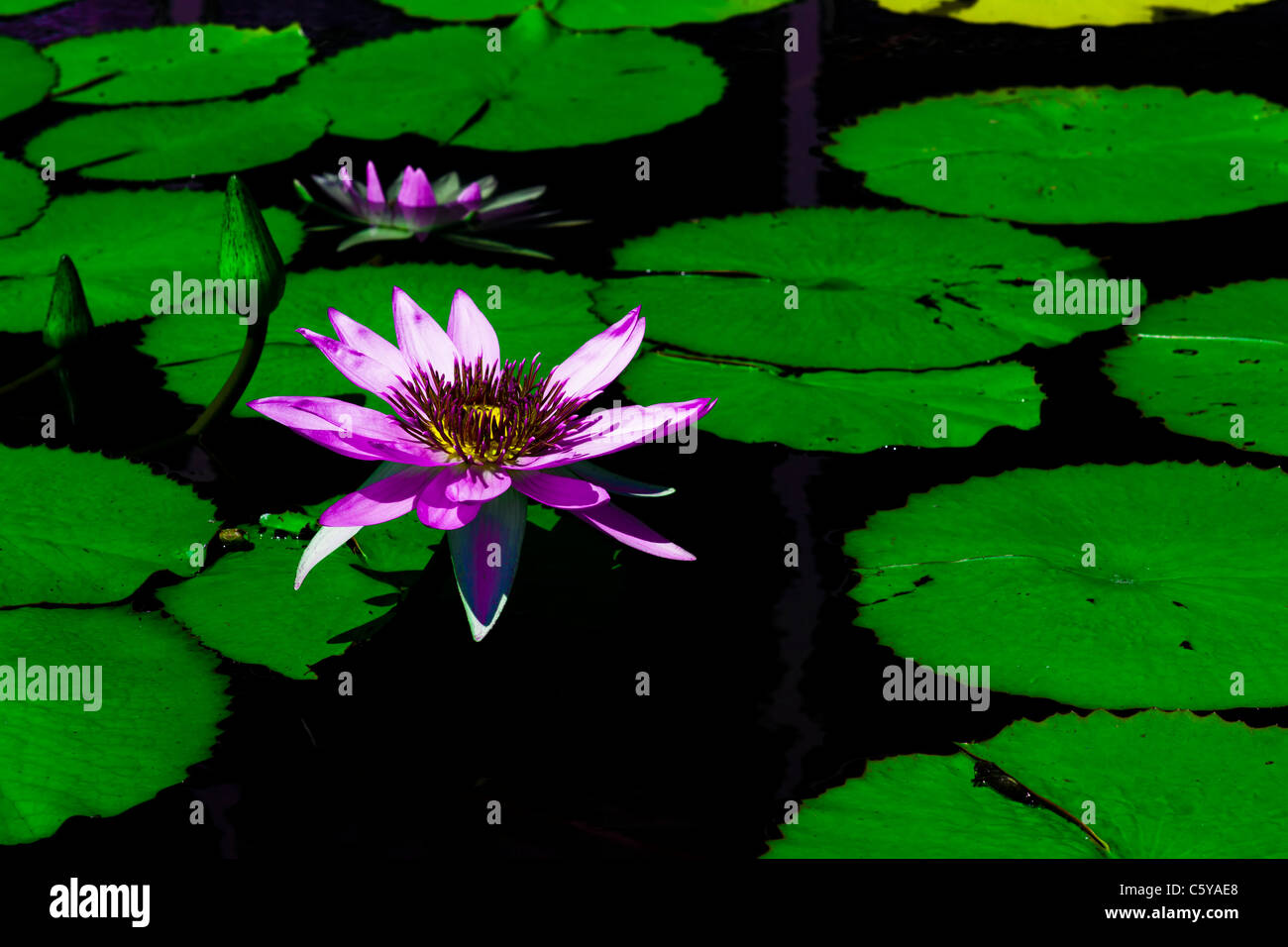 Aquatic lilies hi-res stock photography and images - Alamy