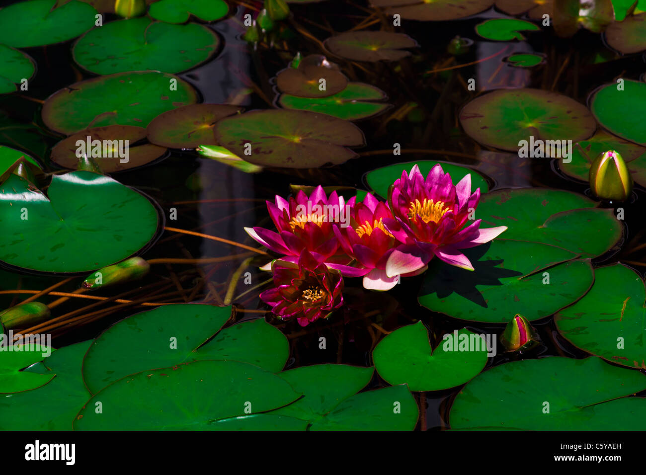 Aquatic lilies hi-res stock photography and images - Alamy