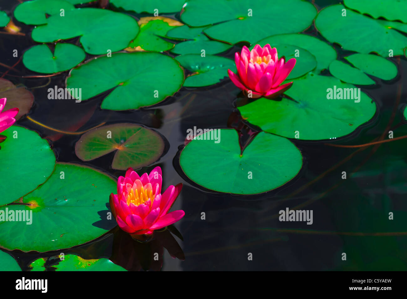 Colourful water lilies hi-res stock photography and images - Alamy