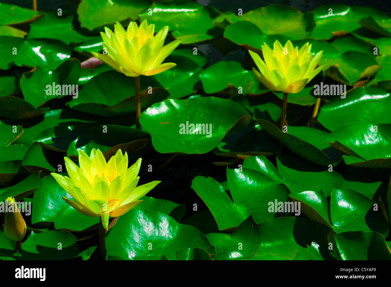 Aquatic plants water lilies hi-res stock photography and images - Alamy