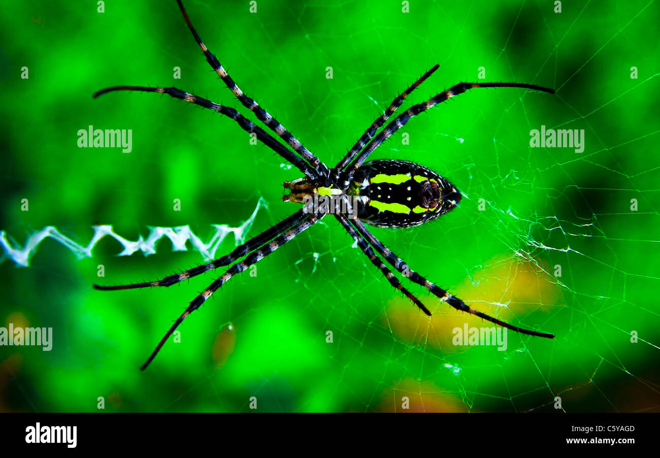 Writing spider hi-res stock photography and images - Alamy