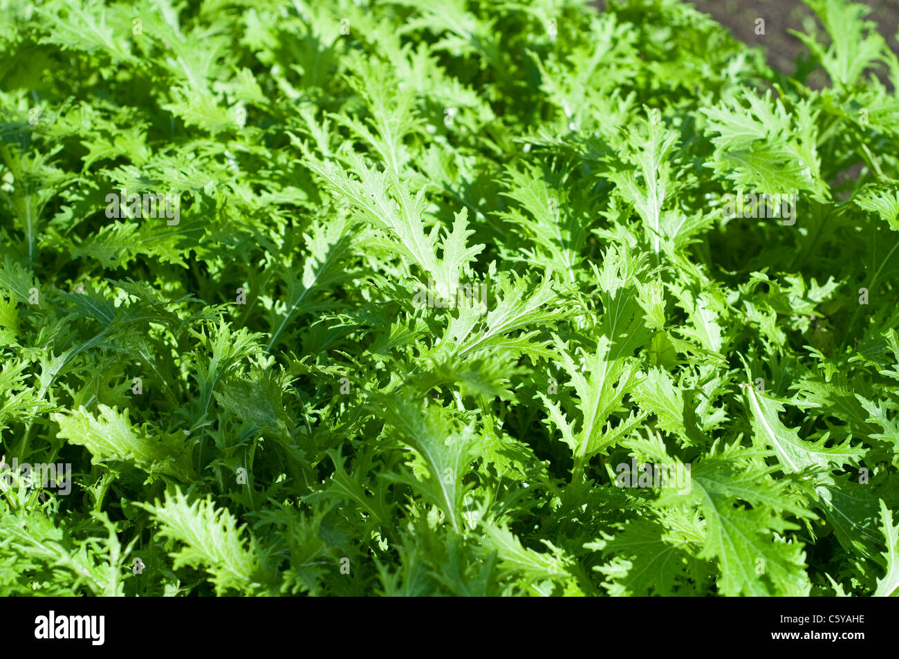 Red Komatsuna / Suehlihung growing in a vegetable bed on a farm in New ...