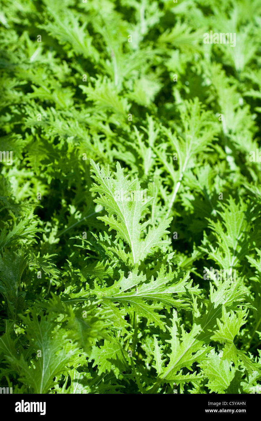 Red Komatsuna / Suehlihung growing in a vegetable bed on a farm in New ...