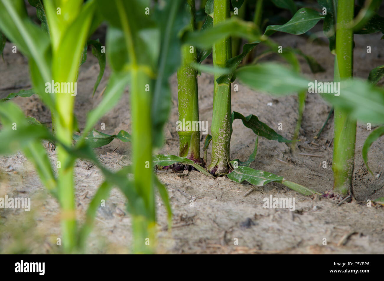 Different view of the corn Stock Photo - Alamy