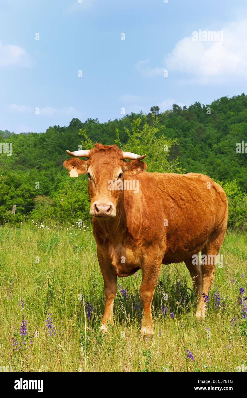 Brown French Limousin cow in fields full of wild Thyme Stock Photo - Alamy
