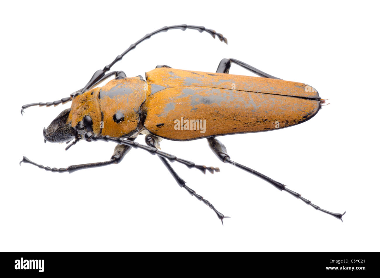 rare insect Trictenotomidae beetle isolated Stock Photo - Alamy