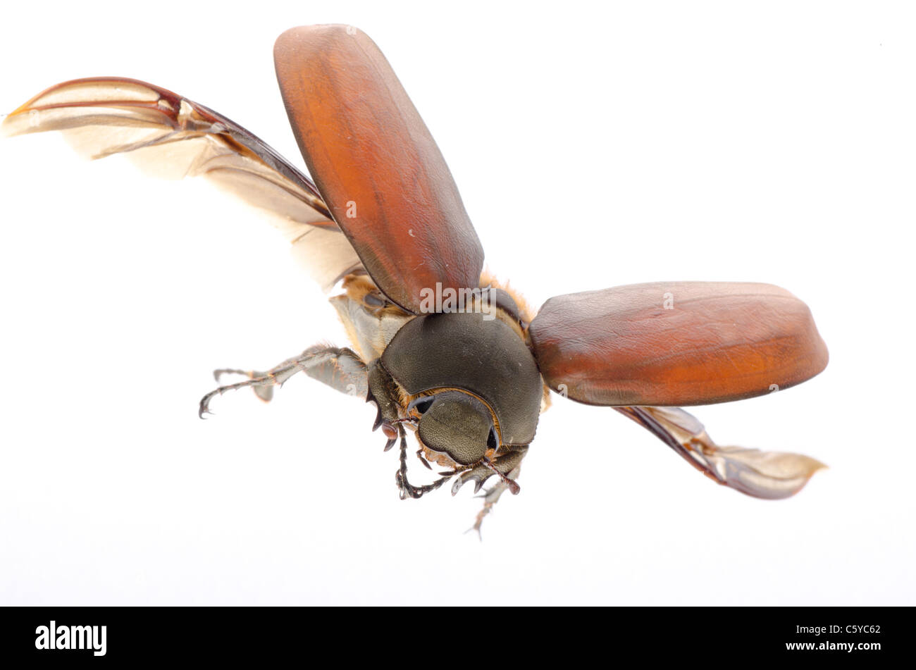 flying insect scarab may beetle isolated on white Stock Photo - Alamy