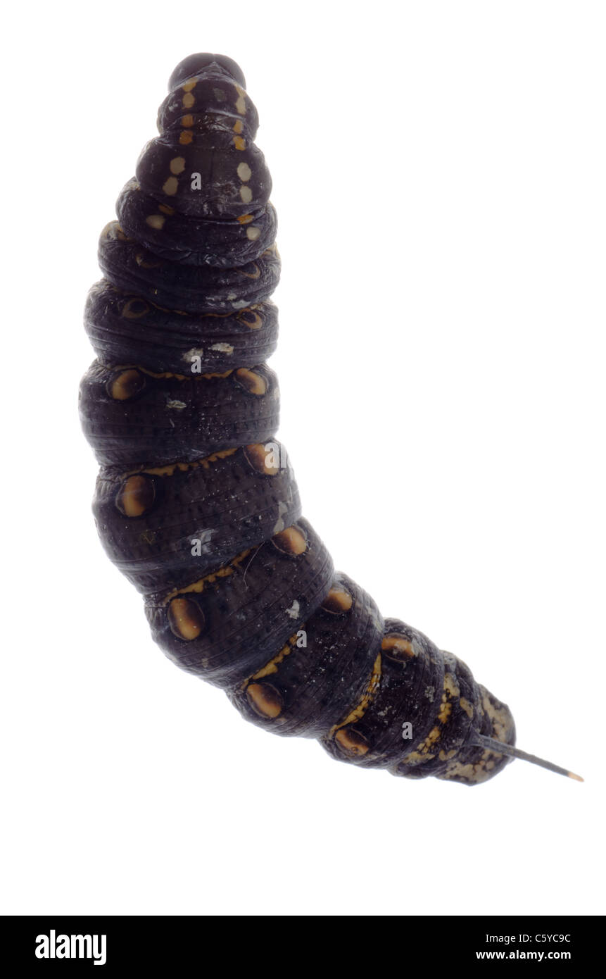 insect cocoon caterpillar isolated on white Stock Photo - Alamy