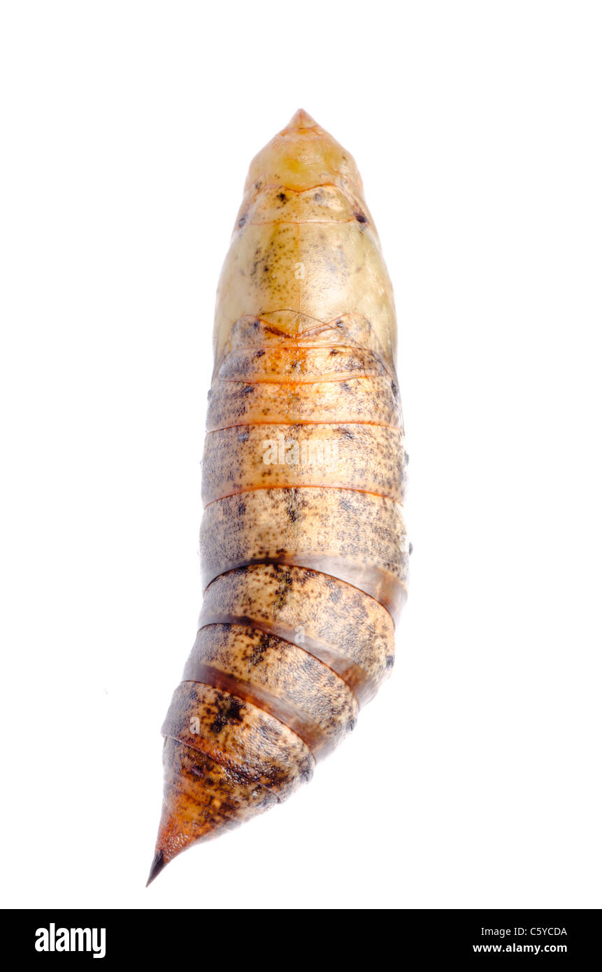 cocoon isolated on white Stock Photo - Alamy