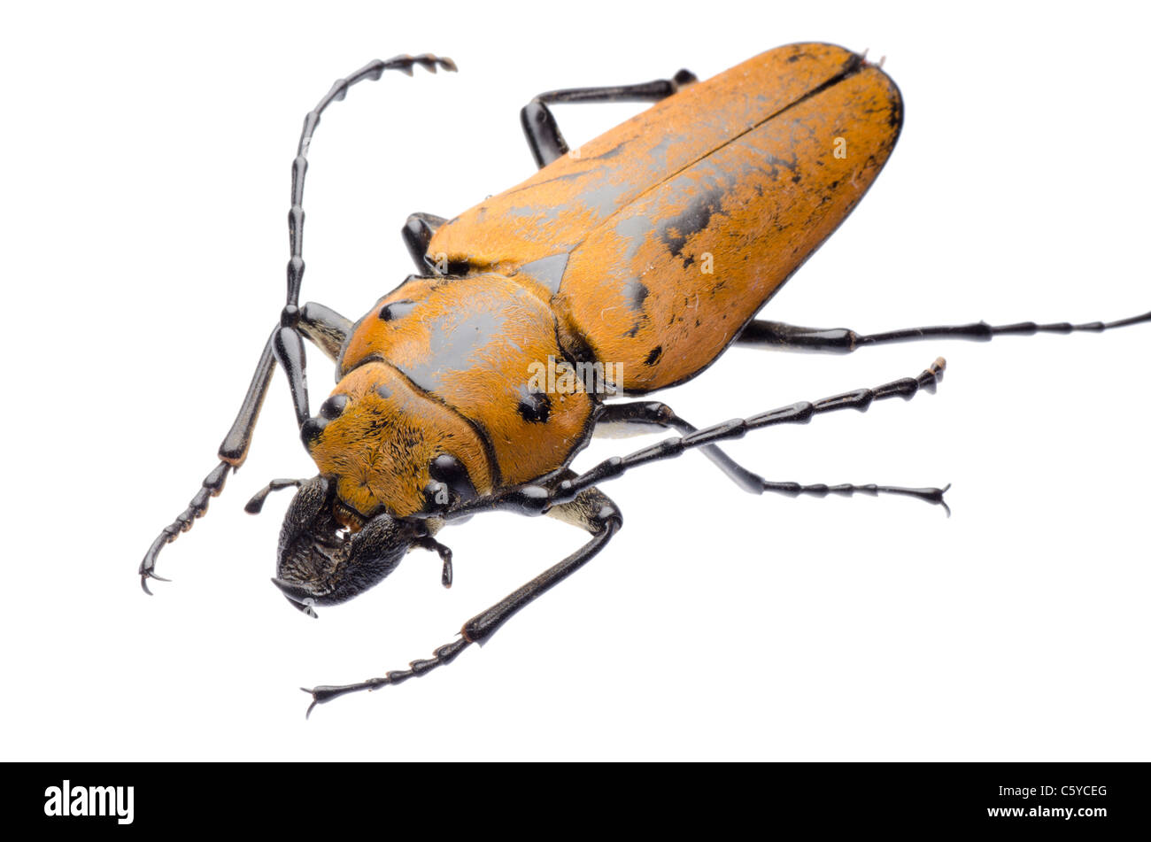 rare insect Trictenotomidae beetle isolated Stock Photo - Alamy