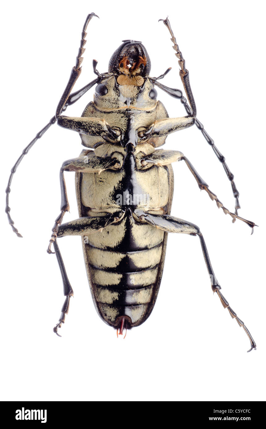 rare insect Trictenotomidae beetle isolated Stock Photo - Alamy