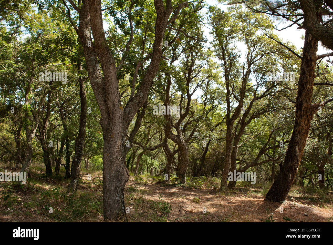 Cork trees wood in the south of France Stock Photo - Alamy