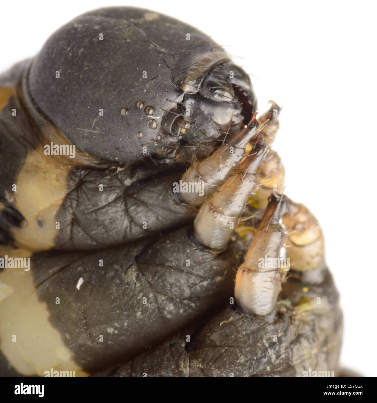 Insect cocoon hi-res stock photography and images - Alamy