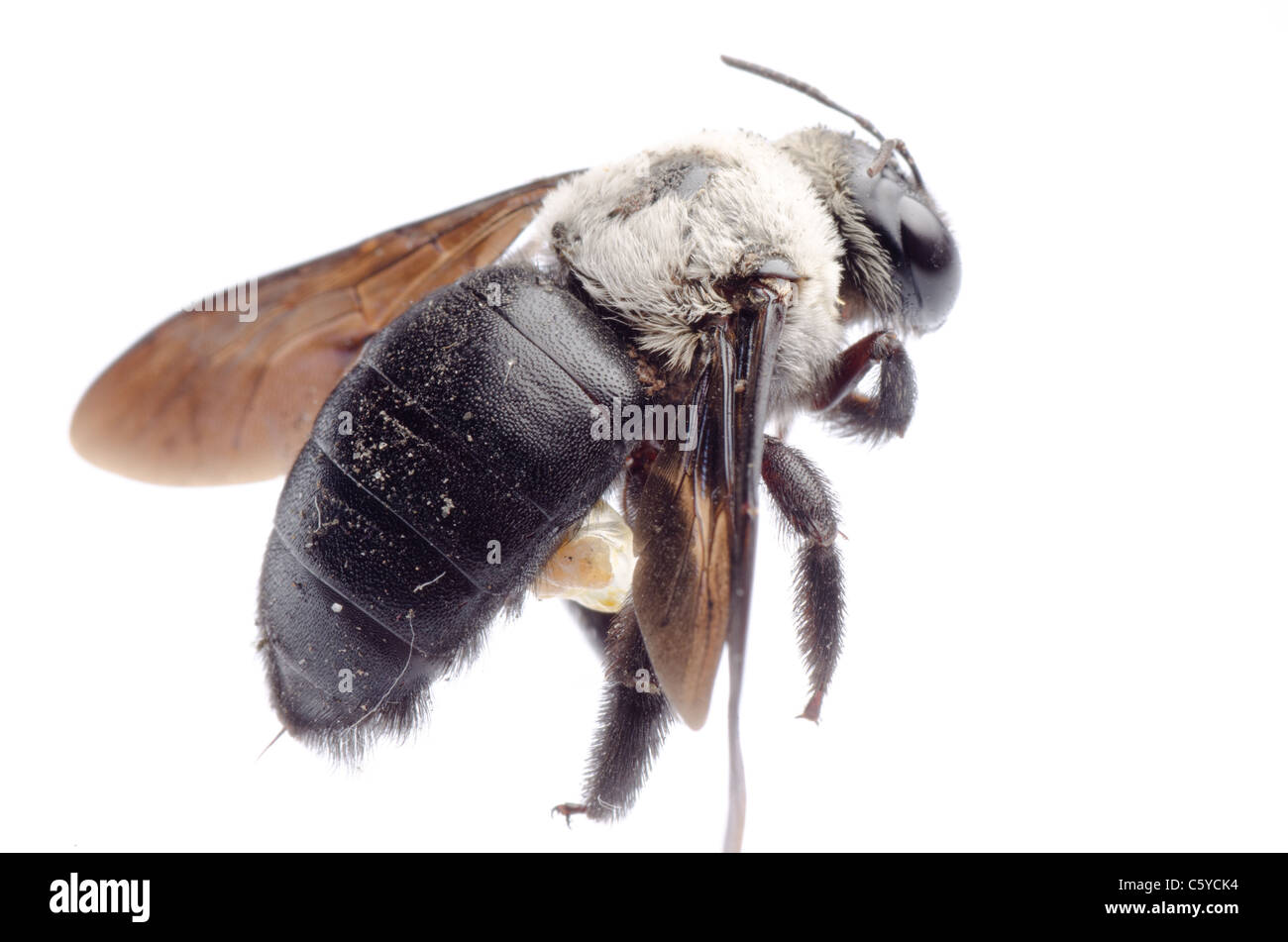 Bee side view isolated on hi-res stock photography and images - Alamy