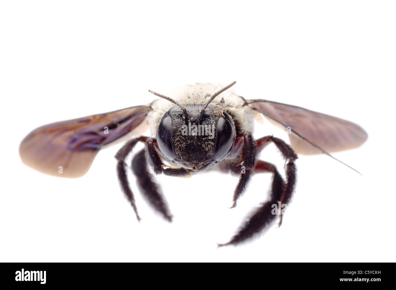 insect carpenter bee isolated on white Stock Photo - Alamy