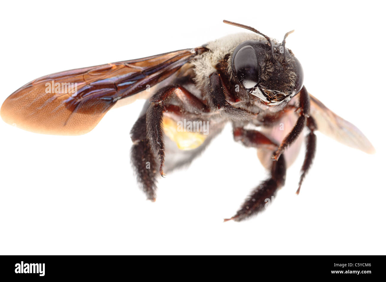 Bee side view isolated on hi-res stock photography and images - Alamy