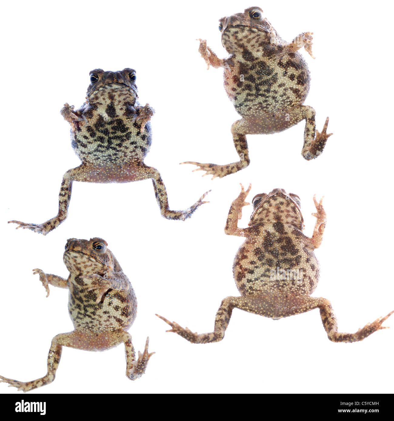 animal toad frog jump set isolated on white Stock Photo - Alamy