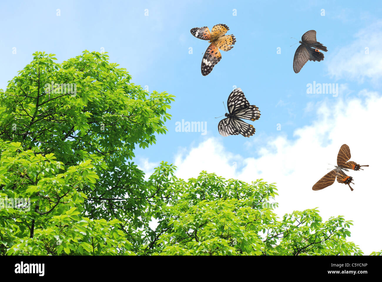 Butterfly flying sky hi-res stock photography and images - Alamy