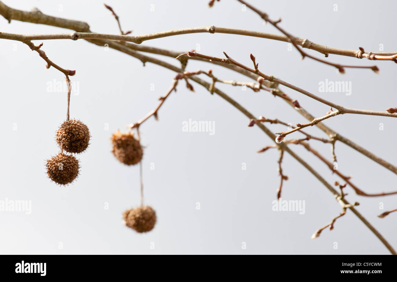 London planetree hi-res stock photography and images - Alamy