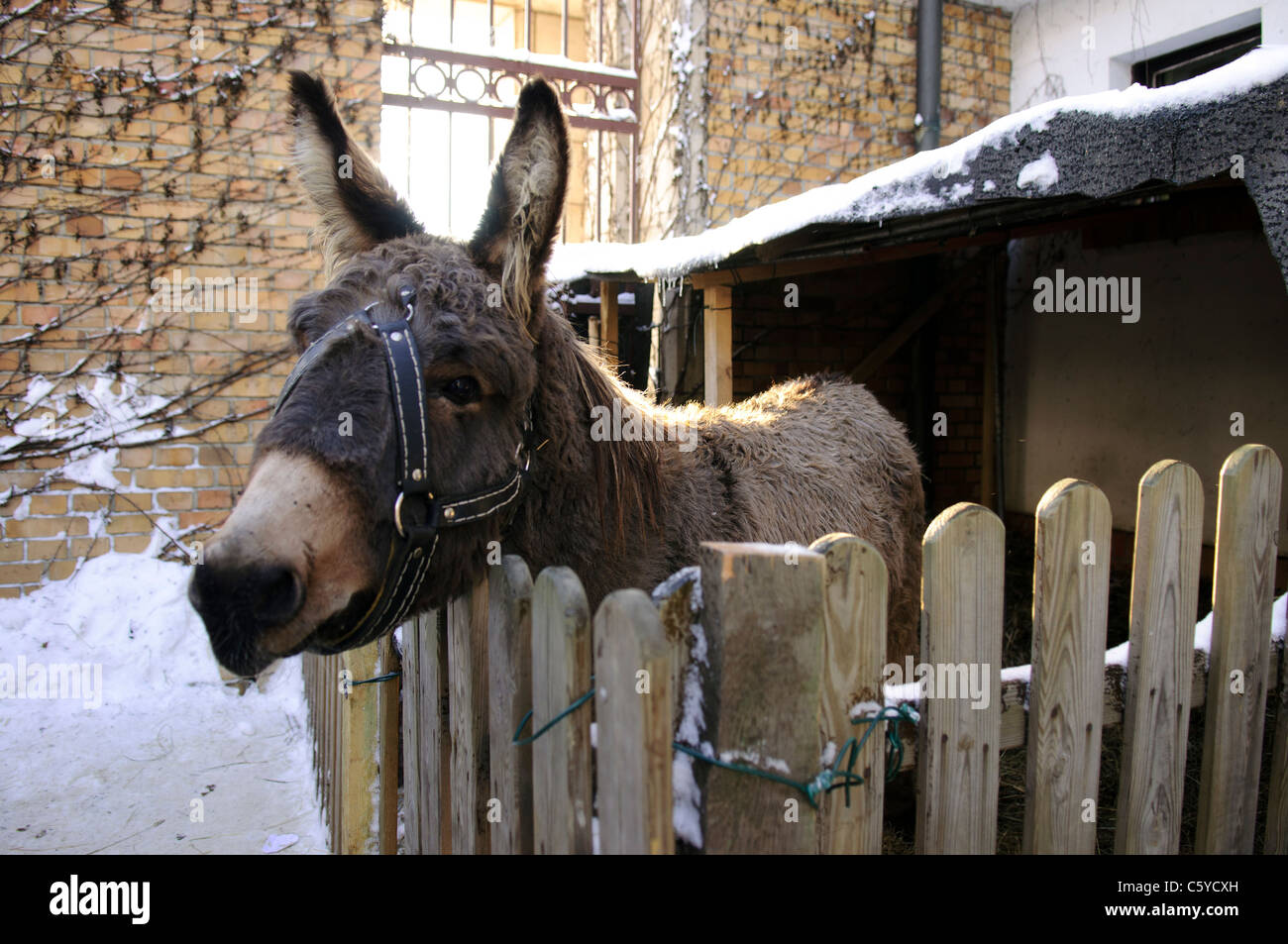 Donkey in an enclosure Stock Photo - Alamy