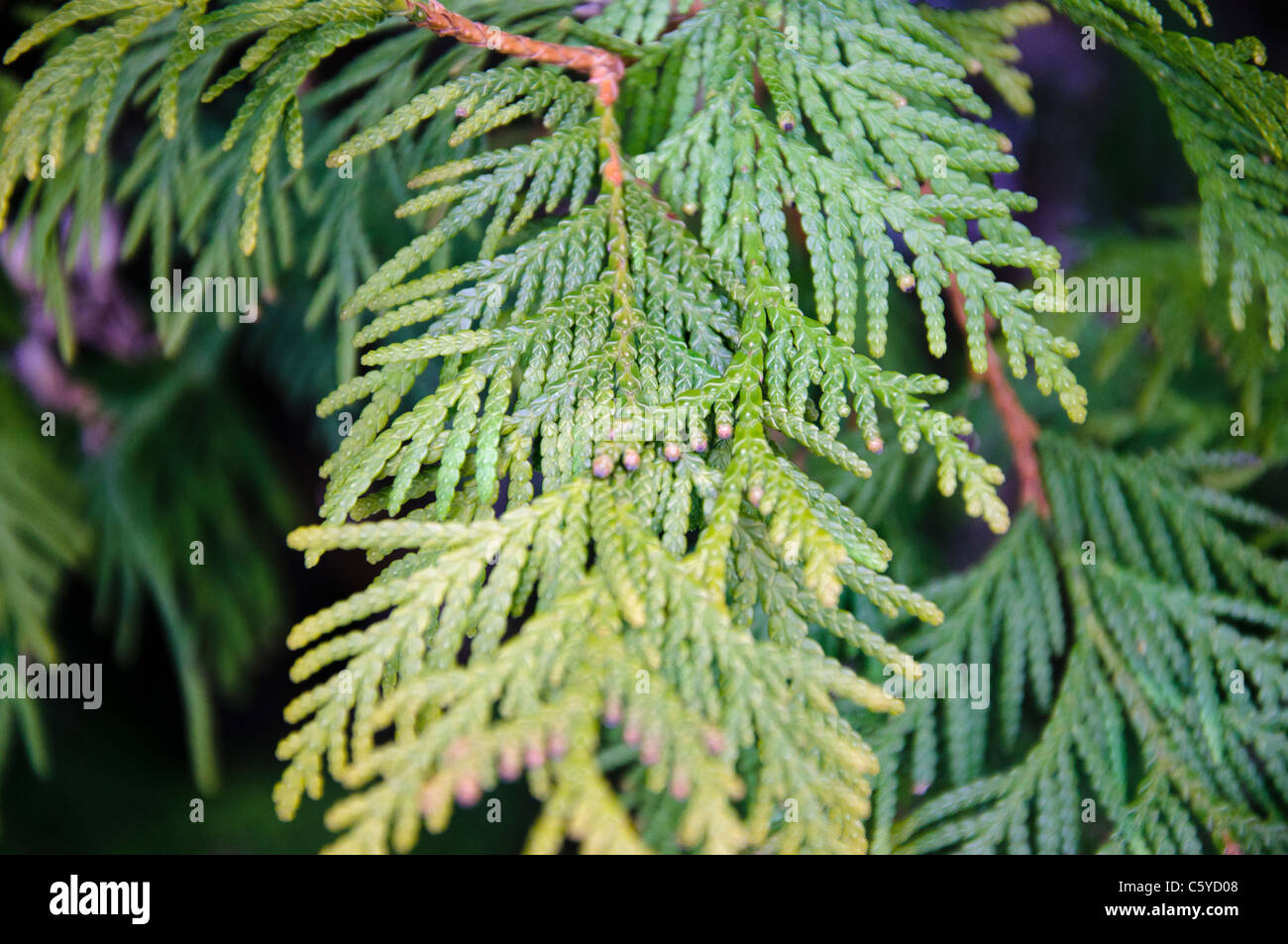 Macro of a bush branch Stock Photo - Alamy